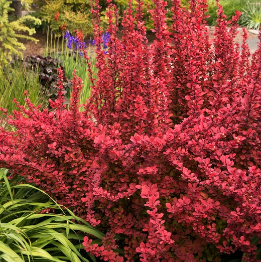 Nolt's Garden Center - Plant & Shrub Nursery - Lebanon, PA