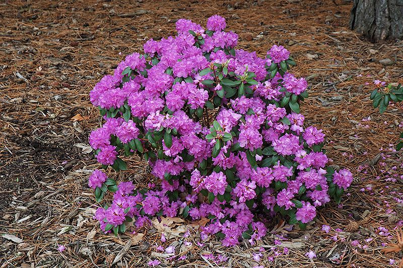 PJM Rhododendron - Shrubs - Nolt’s Garden Center
