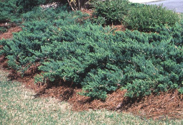 Juniperus Squamata Expansa Parsonii Flora De Puerto Rico Ilustrada