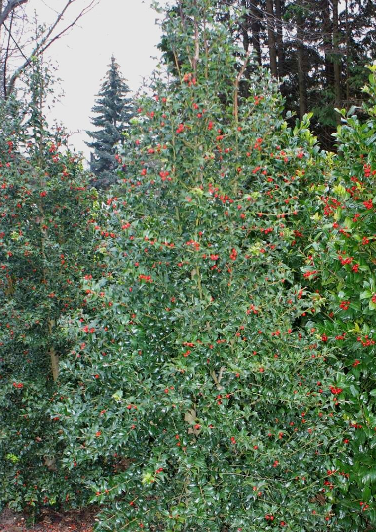 Nolt's Garden Center - Plants for Shade - Lebanon PA