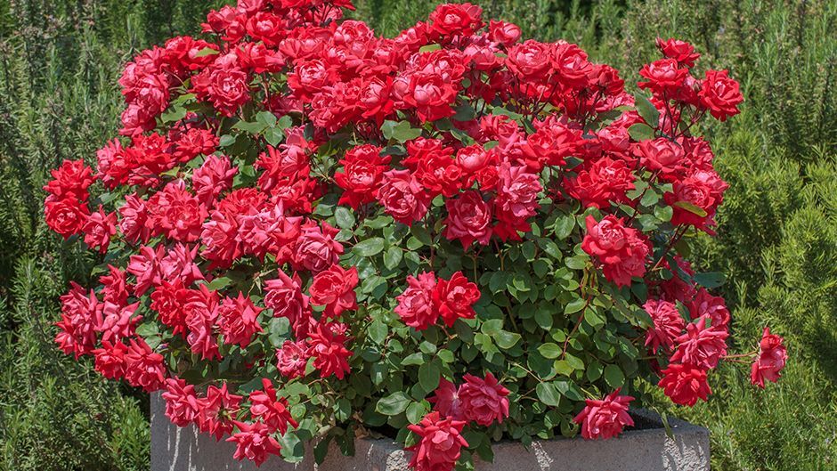Double Red Knockout Rose - Shrubs -Nolt’s Garden Center