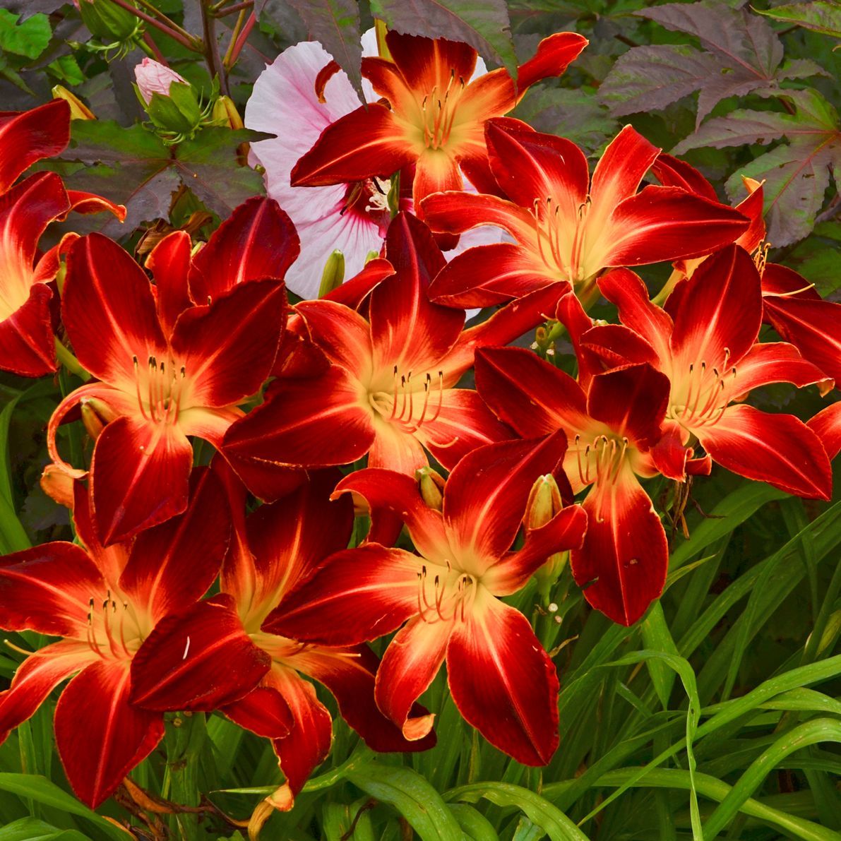 Ruby Spider Daylily - Perennials - Nolt’s Garden Center