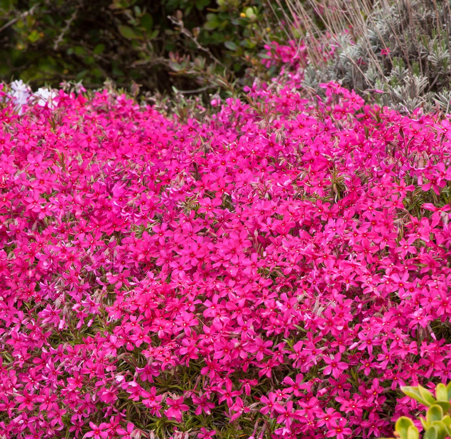 Scarlet Flame Creeping Phlox - Nolt’s Garden Center