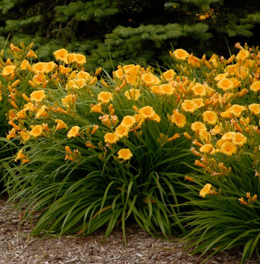 Stella de Oro Daylily -Perennials- Nolt’s Garden Center