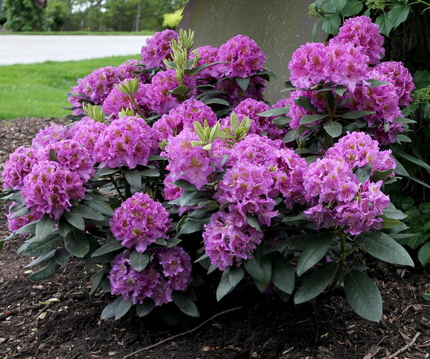 Nolt’s Garden Center – Greenhouse, Nursery, & Landscape Supply ...