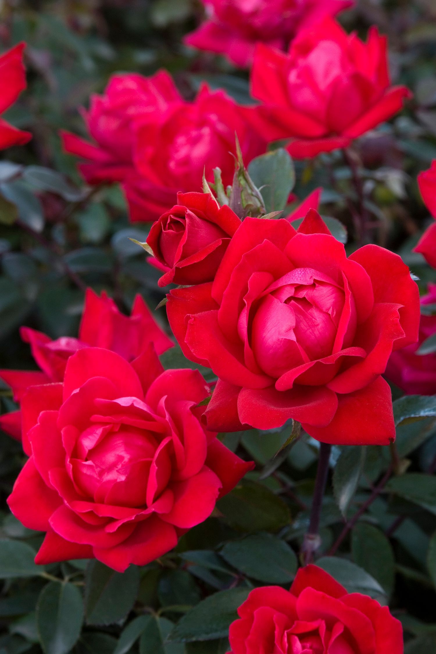 Double Red Knockout Rose - Shrubs -Nolt’s Garden Center