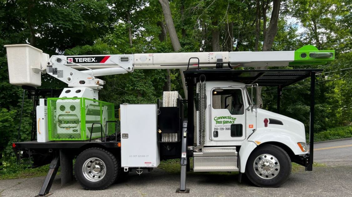 Tree Removal Naugatuck, CT | Middlebury, CT