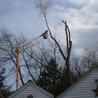 Connecticut Tree Service of Naugatuck LLC | Woodbury, CT