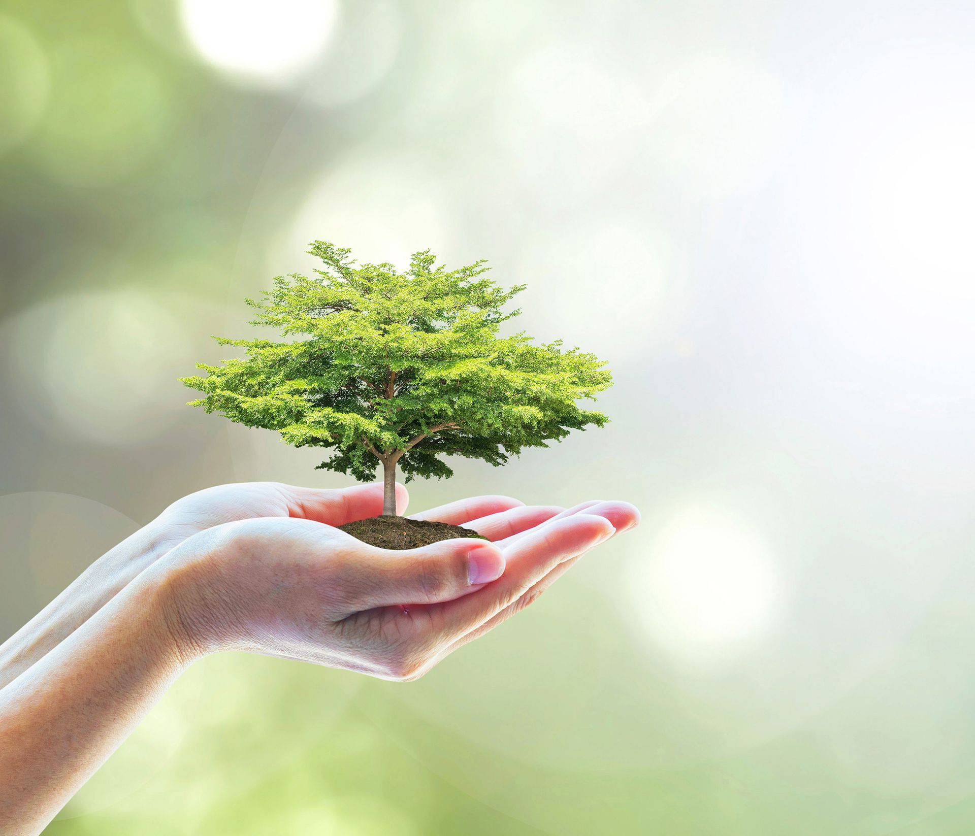 Arborist | Tim's Total Tree Service | Licking County, OH