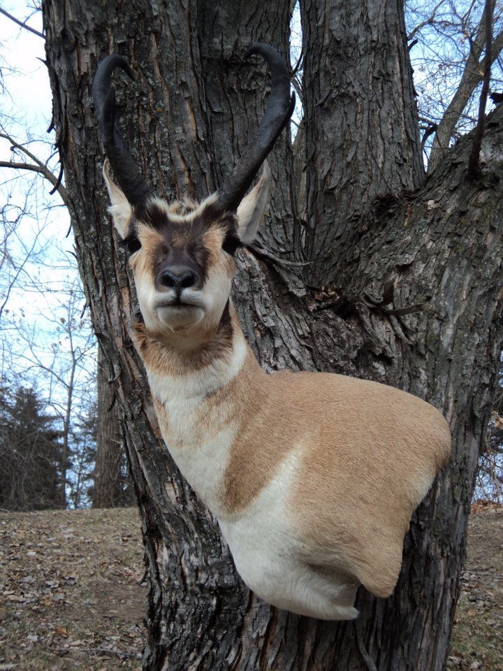 Pedestal-Mounted Trophy | Life-Size Trophy | Galesville, WI