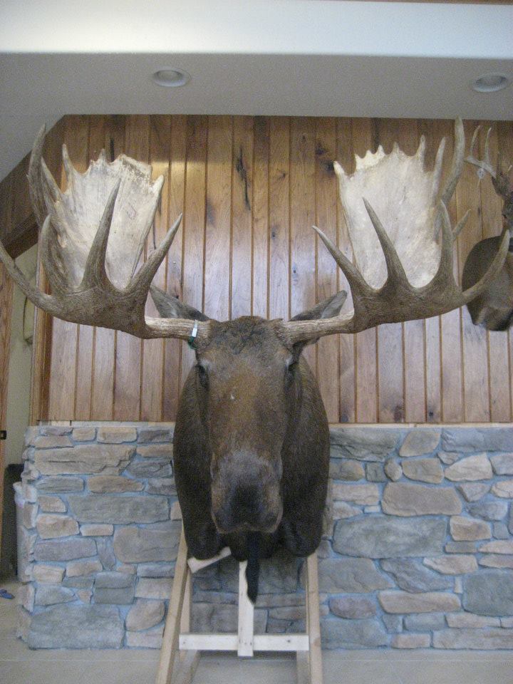 Pedestal-Mounted Trophy | Life-Size Trophy | Galesville, WI