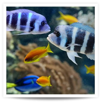 Fish Freaks | Aquariums | Cichlids | Omaha, NE