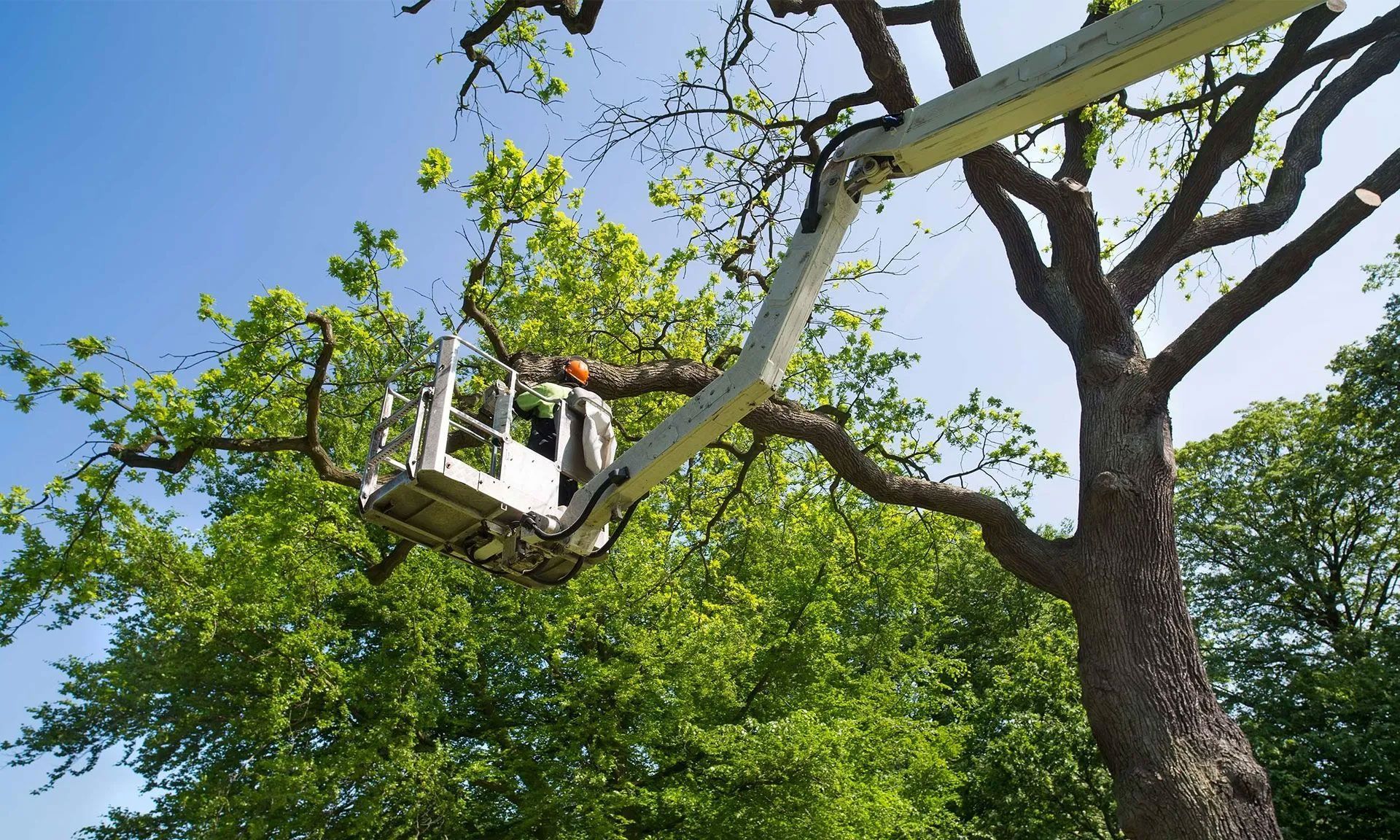 Tree Care Gallery Danny McClain's Tree Care, LLC | Gulfport