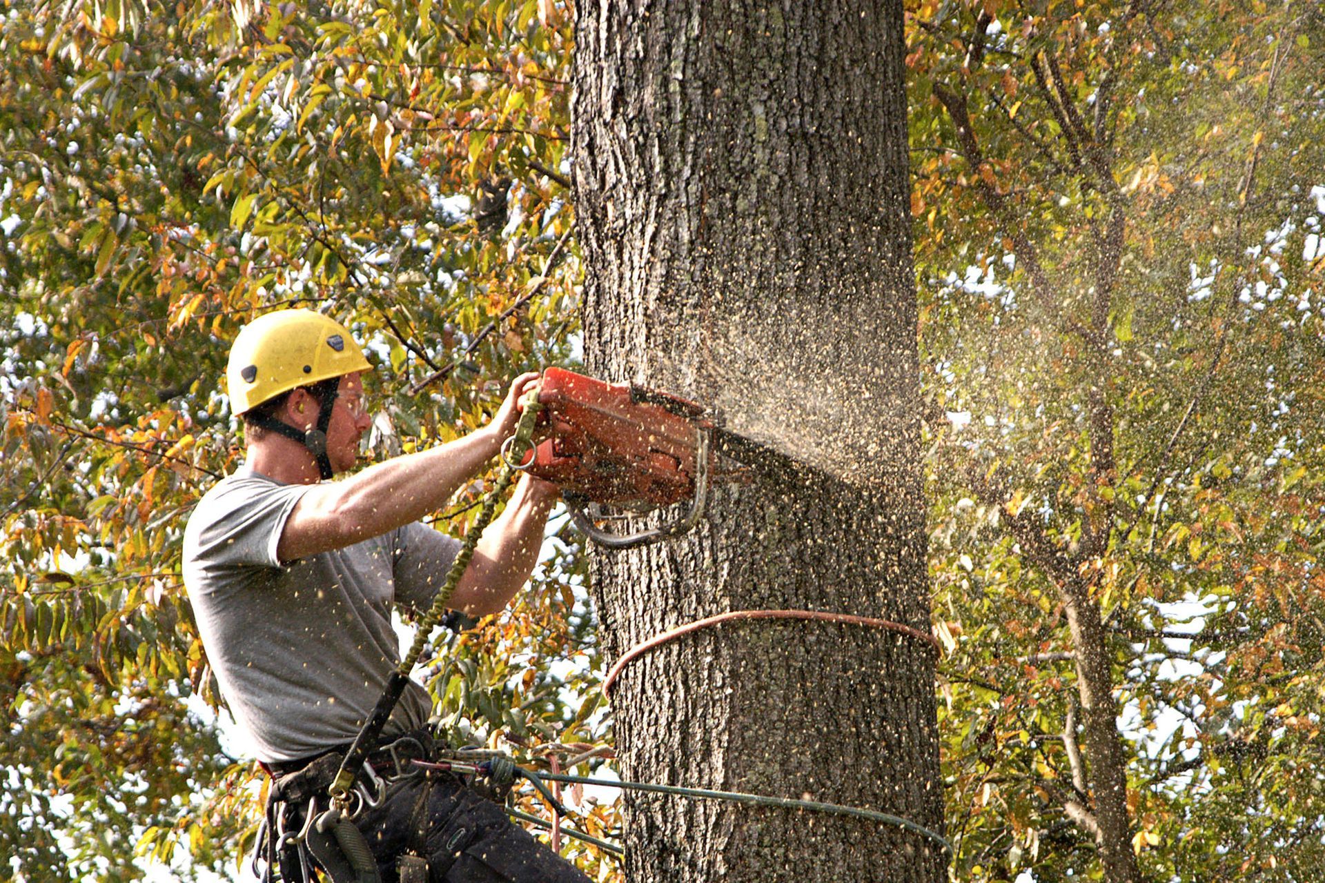 Tree Services | Neumann's Tree Co | Staten Island, NY
