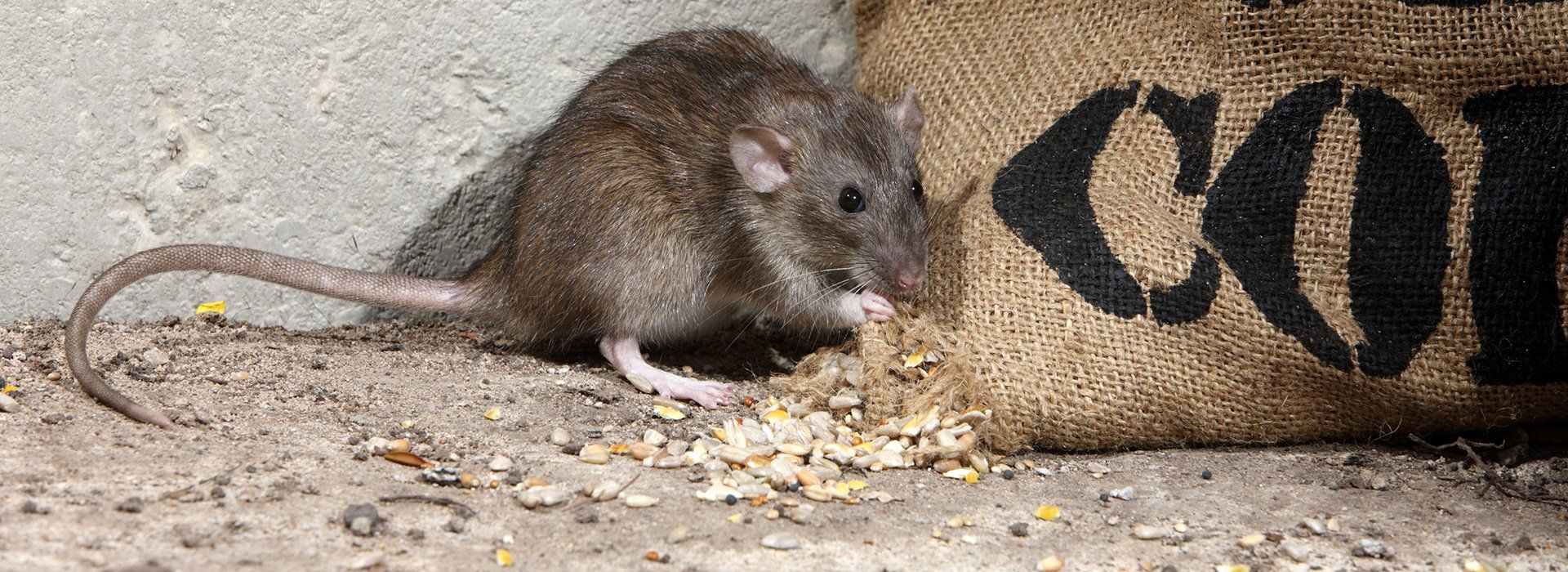 Tri-State Termite & Pest Control Co. | Clarksdale, MS