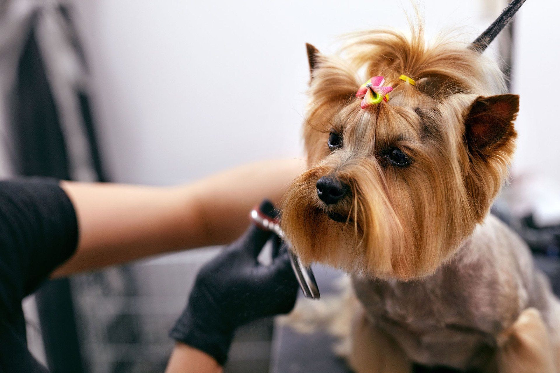 Dog Grooming Services | Carol's Pet Salon | Amarillo, TX