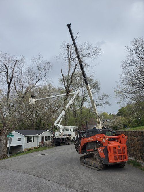 Local Tree Service Chattanooga, TN | Cleveland, TN
