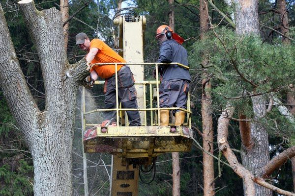 The Tree Fella Co. | Tree Services | Wausau , WI