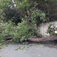 Tree Toppers | Huckabee Tree Service | Covington, GA