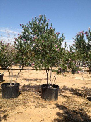 Tree World Nursery And Landscaping Gallery | Wolfforth, TX