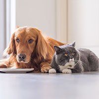 Pet Care and Boarding | Rock Ridge Kennels | Monticello, NY