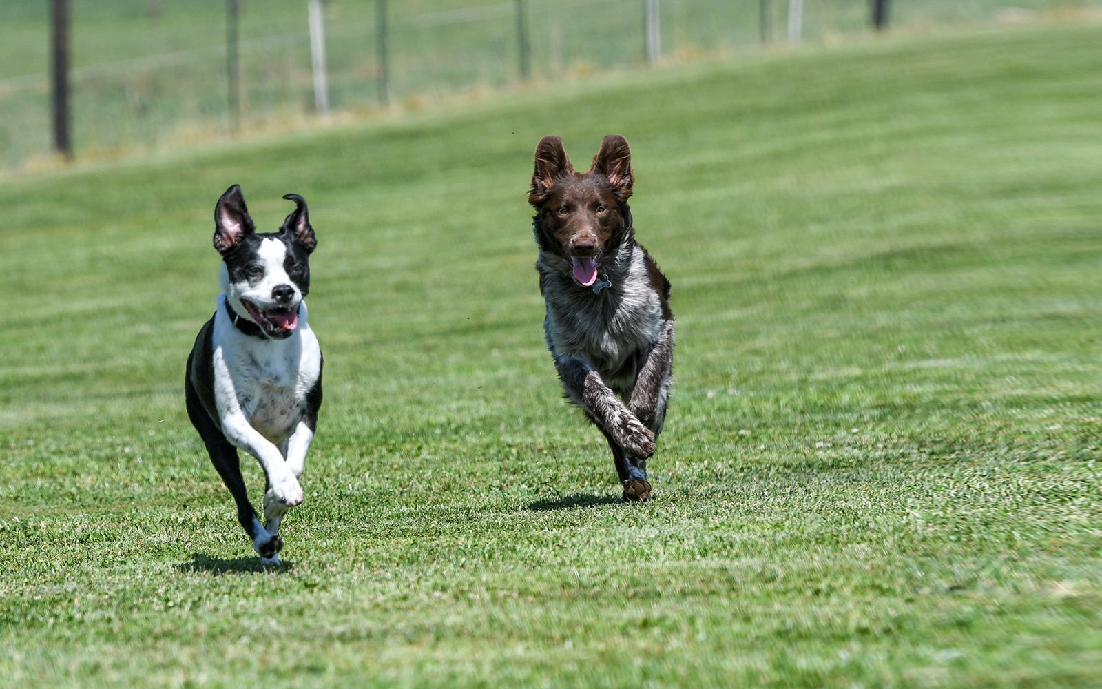 Dog Run Packages | Verona, WI