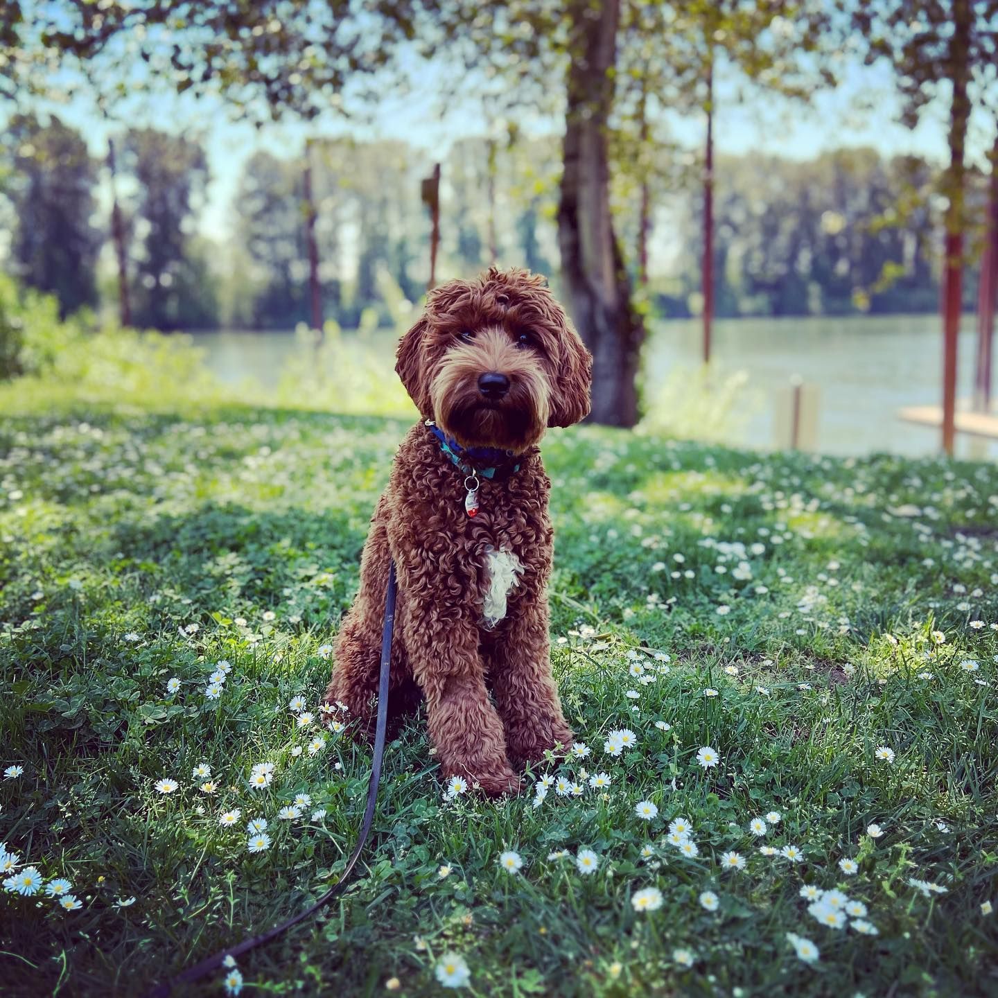 Dog Trainer | Marvin Pierce Dog Teacher LLC | Sherwood, OR