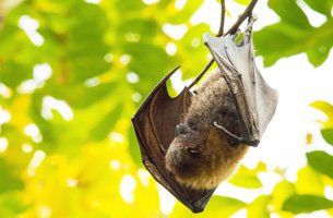 Bat Eviction Services | Bat Removal | Schenectady, NY