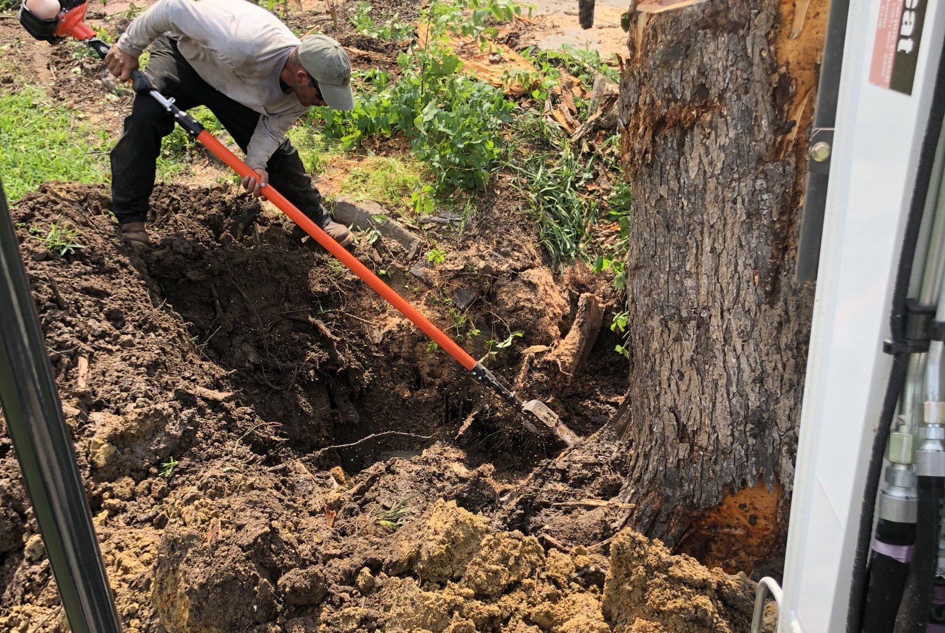 Tree Trimming and Canopy Thinning Services | Burleson, TX