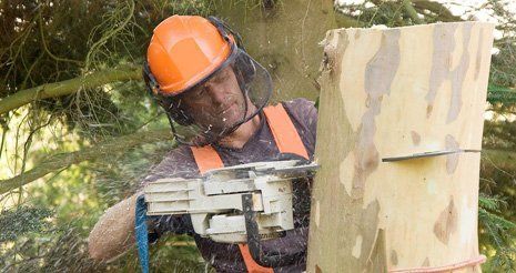 Eastern Oak Tree Service | Tree Pruning & Removal Ottsville