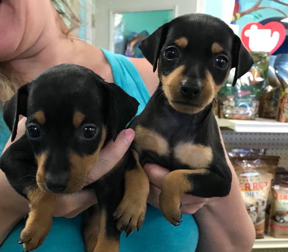 Puppies | Dogs | Round Rock, TX