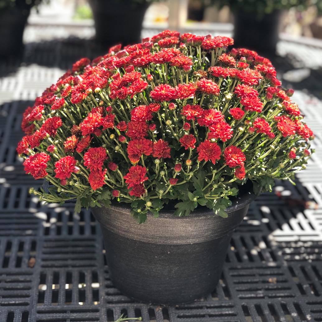 Bentley Ridge Tree Farm & Nursery