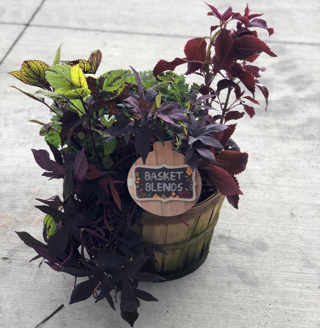 Bentley Ridge Tree Farm & Nursery