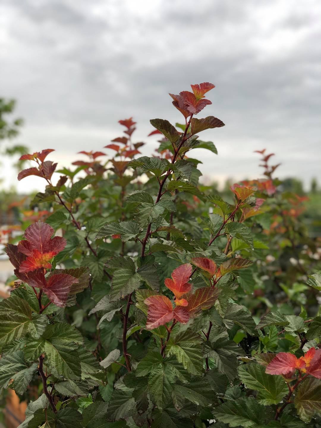 Bentley Ridge Tree Farm & Nursery