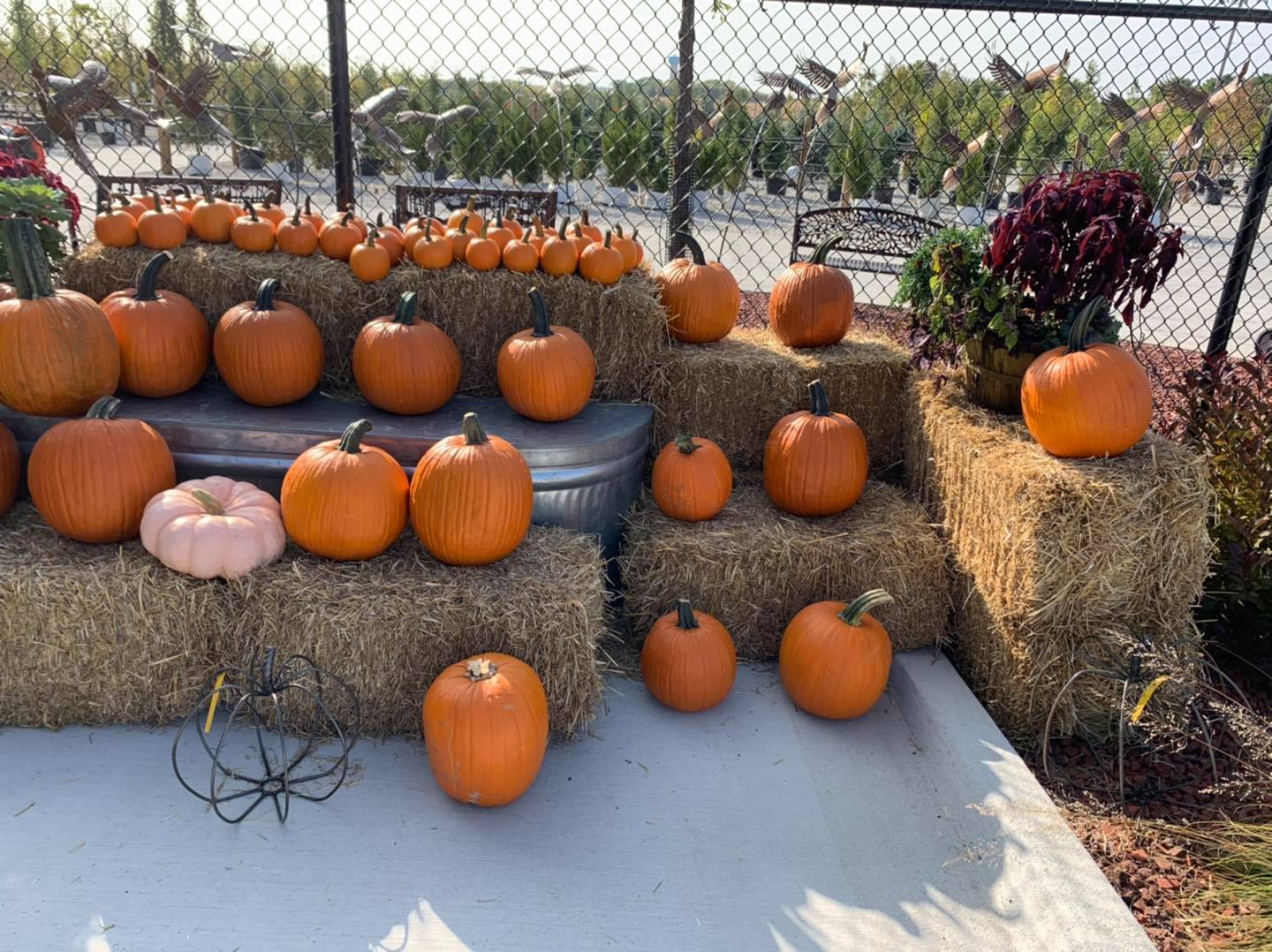 Bentley Ridge Tree Farm & Nursery