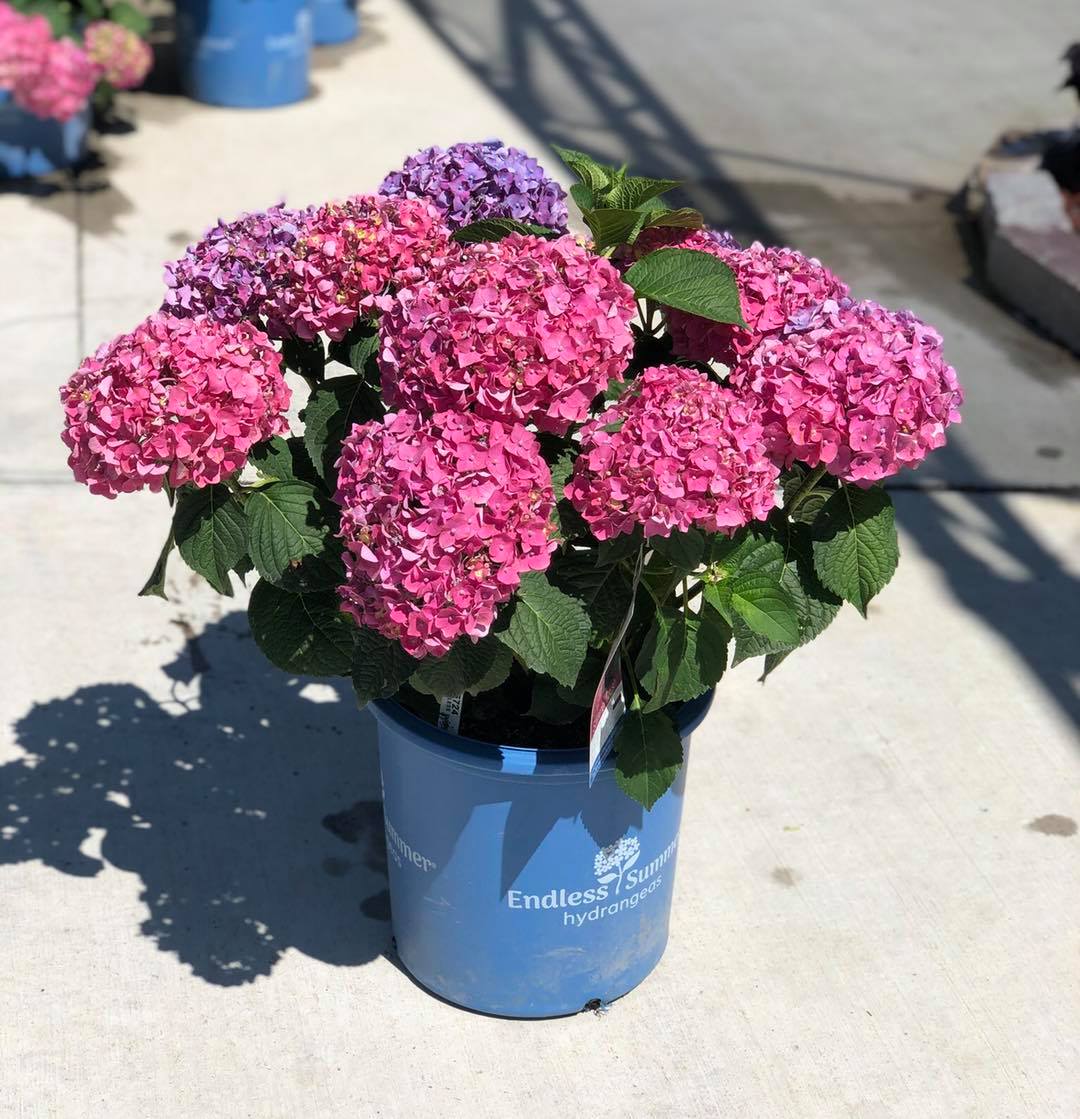 Bentley Ridge Tree Farm & Nursery