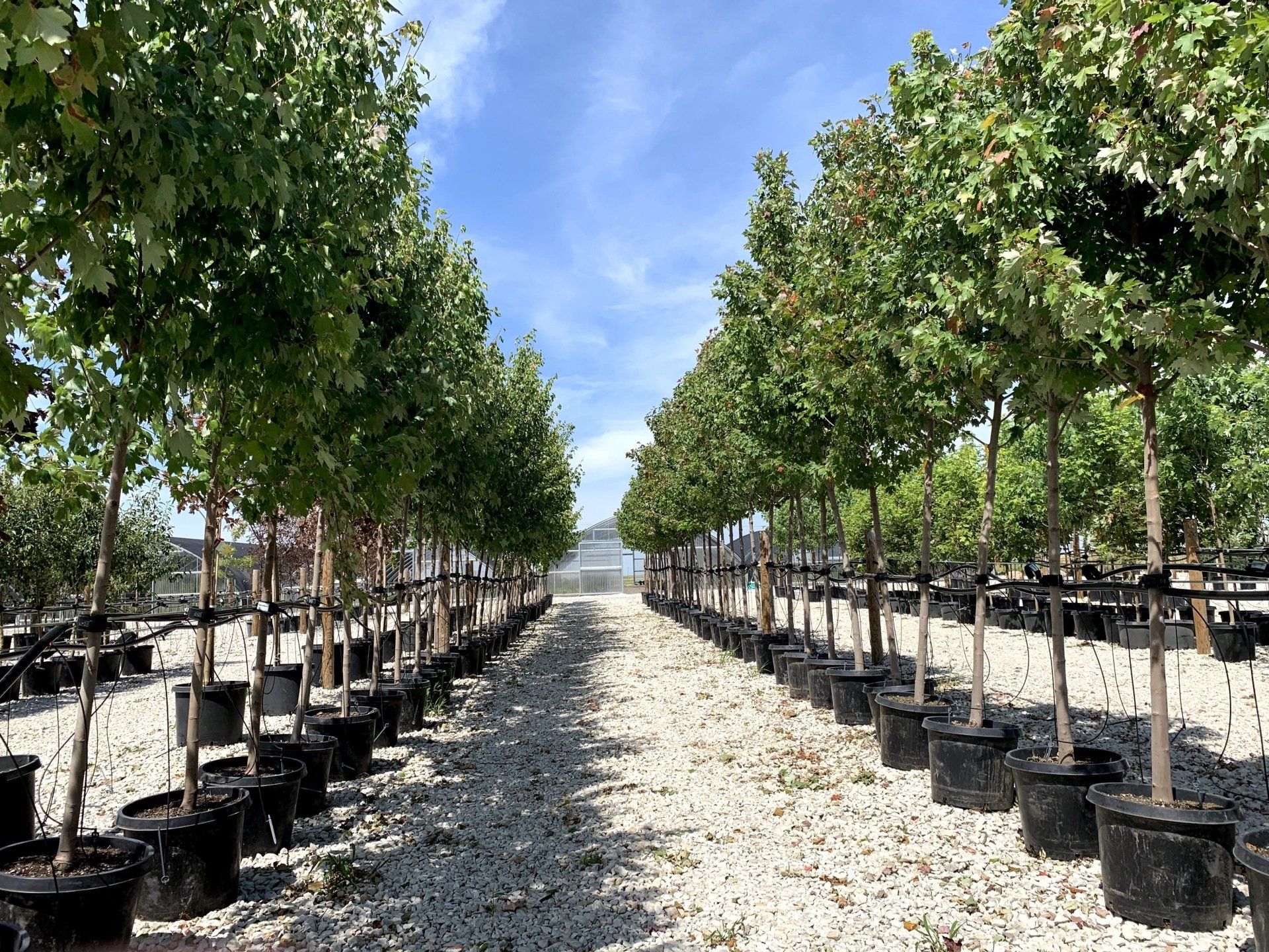 Plant Wholesale | Grimes, IA