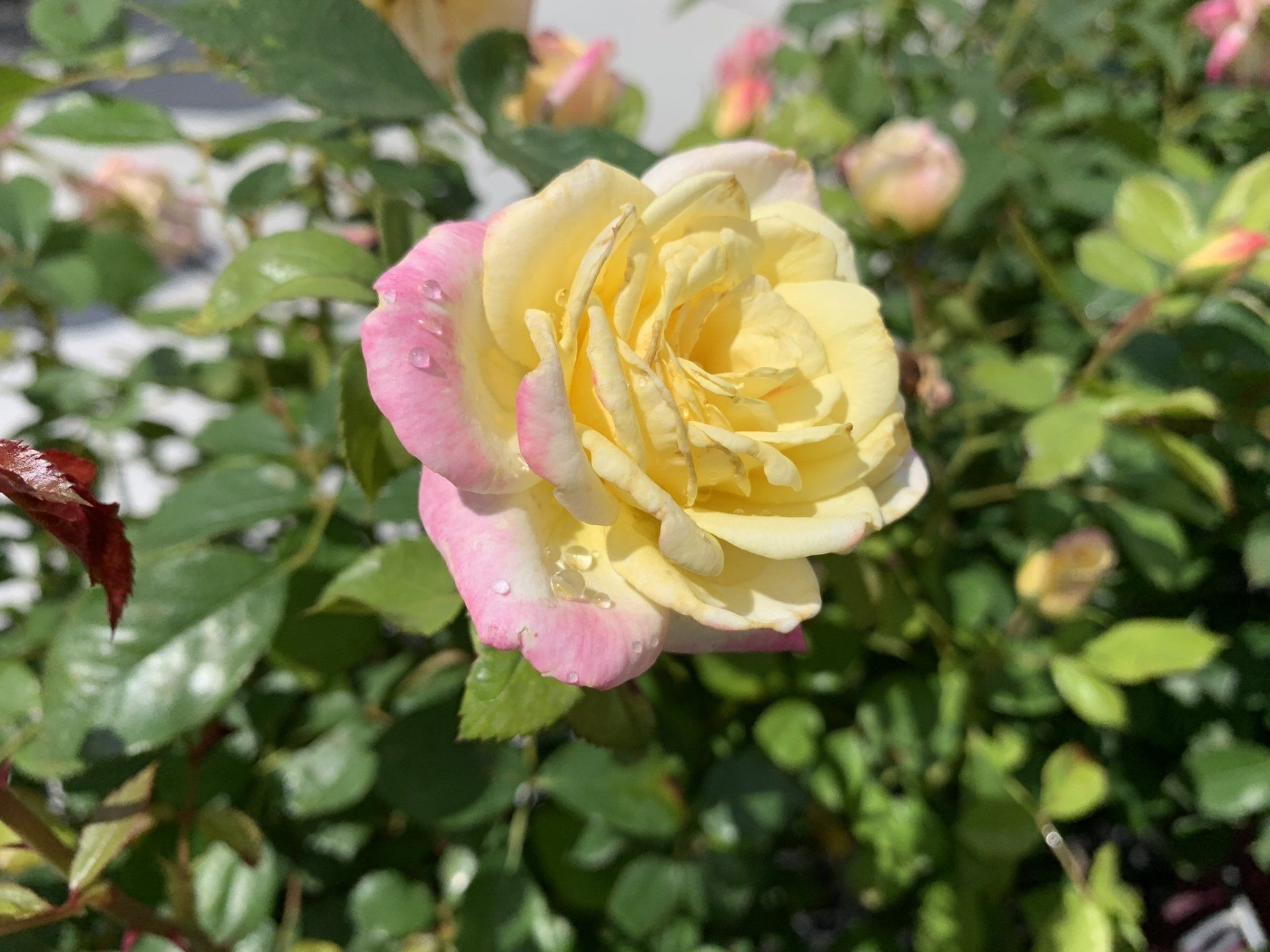 Shrubs | Nursery Stock | Grimes, IA