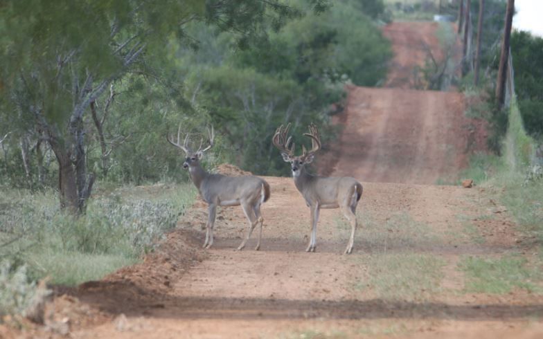 Whitetail Deer Hunting Excursions | Pearsall, TX