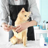 Grooming | Country Pets Grooming Salon | Lancaster, PA