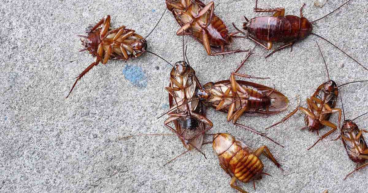 Pest Control Services | Ameritech Pest Control | Bell Co.