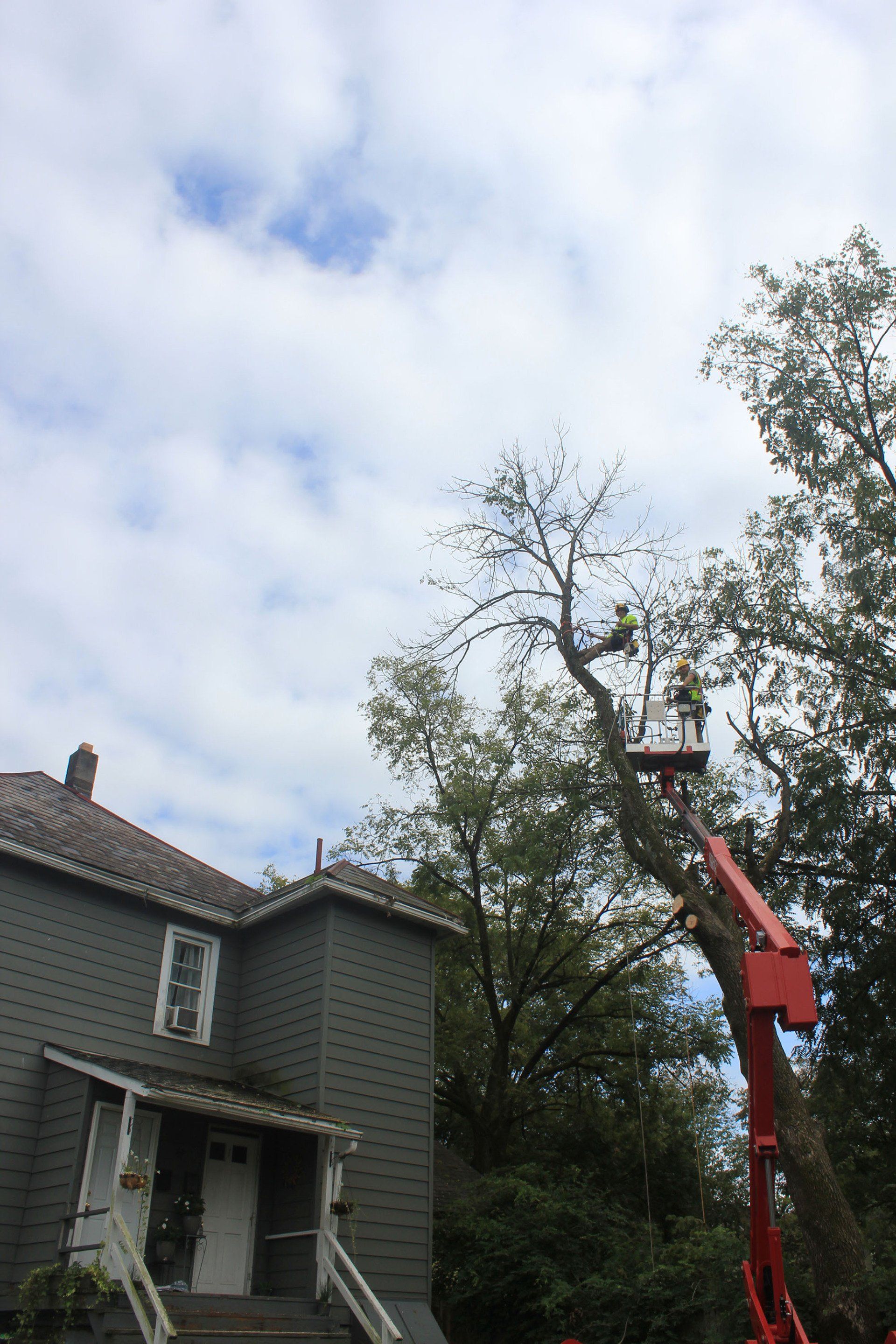 Backwoods Tree Service | Arborist | Stroudsburg, PA