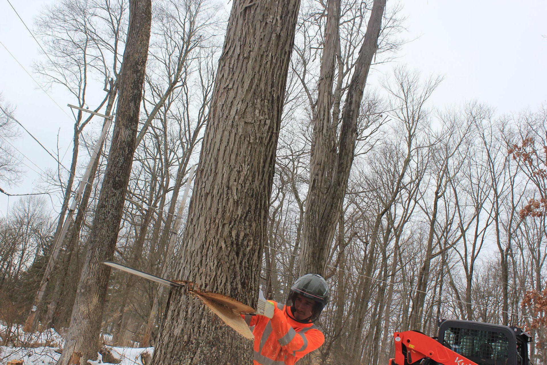 Backwoods Tree Service | Arborist | Stroudsburg, PA