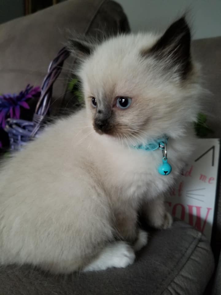Pretty Little Ragdoll Kittens | Ragdoll Cats | Fennville, MI