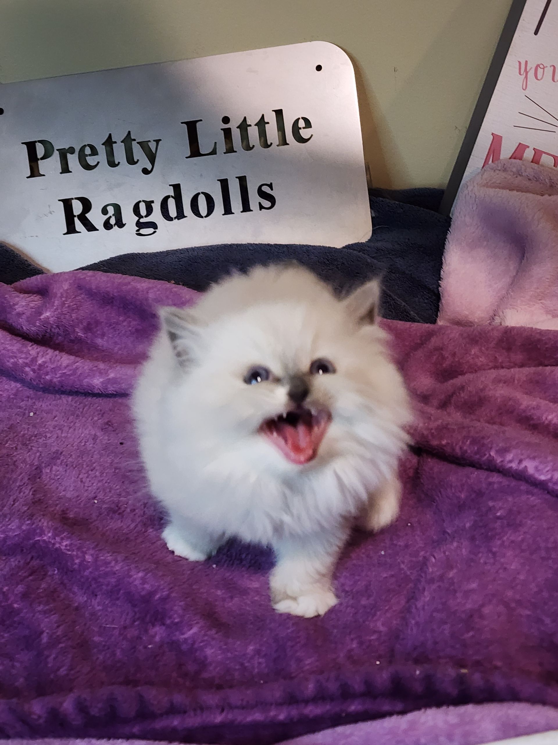 Pretty Little Ragdoll Kittens Current Litter | Fennville, MI