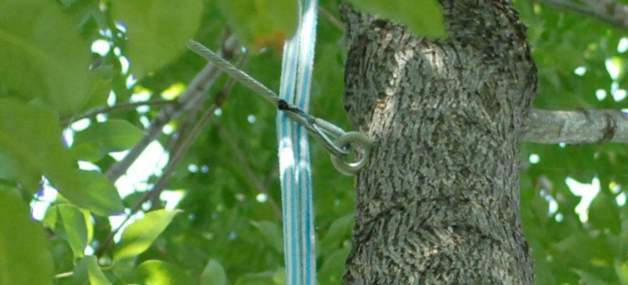 Tree Cable Service | Tree Cable Support | Seymour, CT