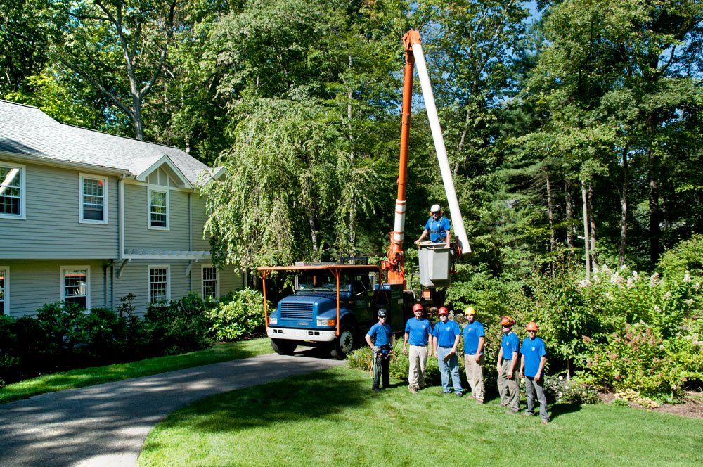 Tree Management | Bark Busters Tree Service | Westwood, MA