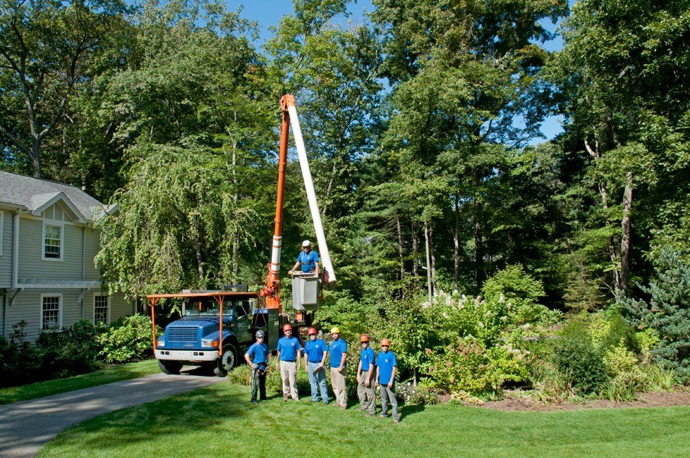 Tree Management | Bark Busters Tree Service | Westwood, MA