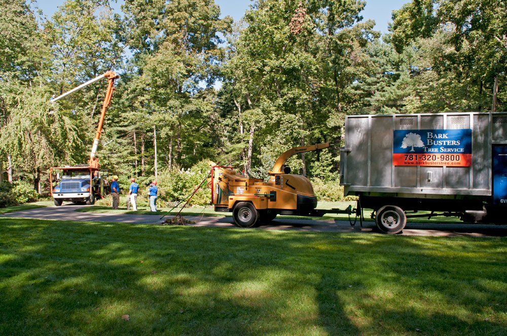Tree Management | Bark Busters Tree Service | Westwood, MA