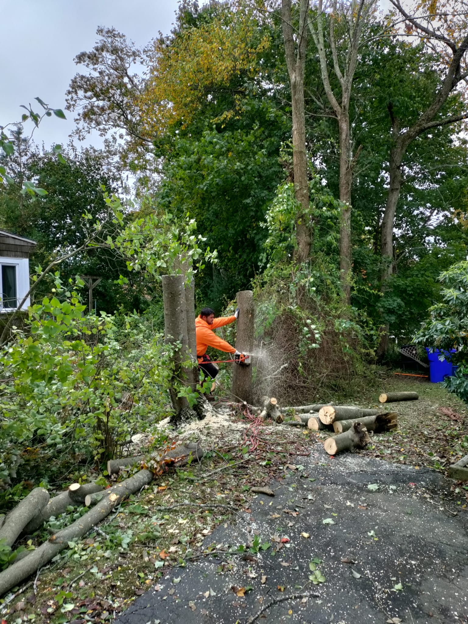 Optimus Tree Service and Landscaping | Tree Removal North Providence